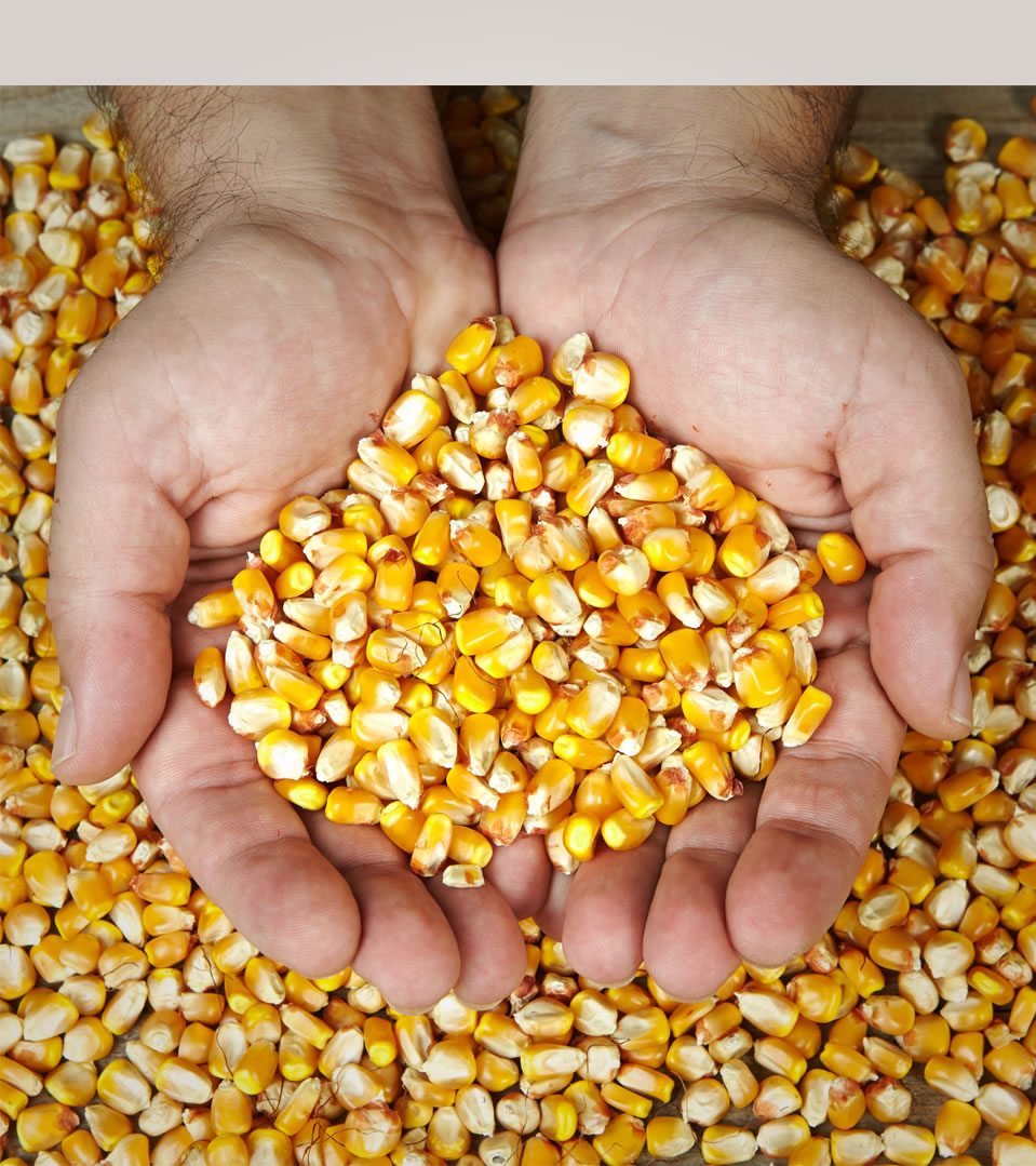 AboutGRAINZYME® Technology. - Agrivida